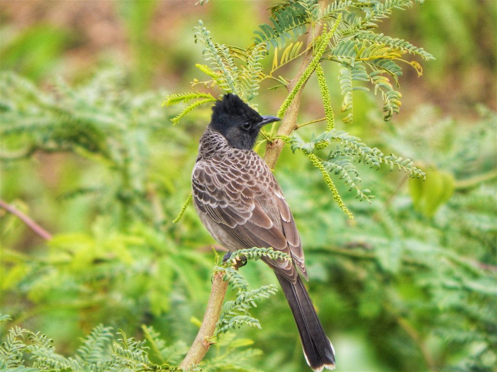 Bulbul in her natural habitat - PixaHive