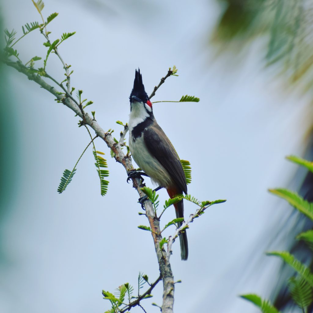 Bull bull bird - PixaHive