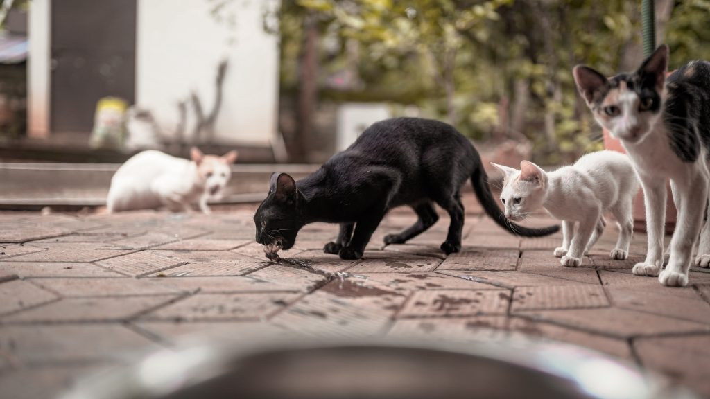 Bunch of Cats - PixaHive