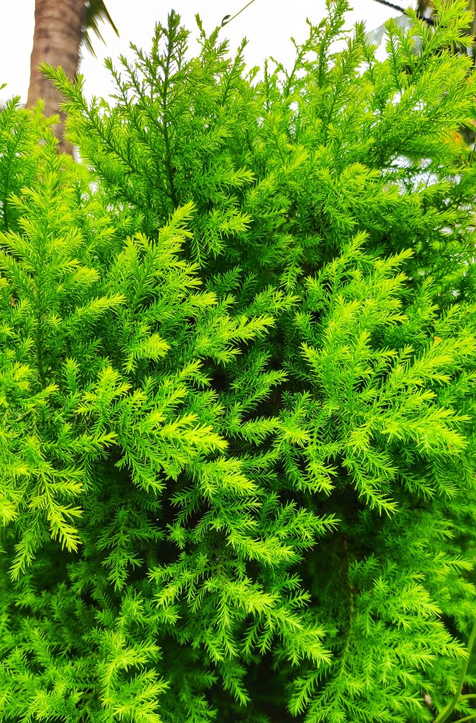 Bunch of Greenery Grass - PixaHive