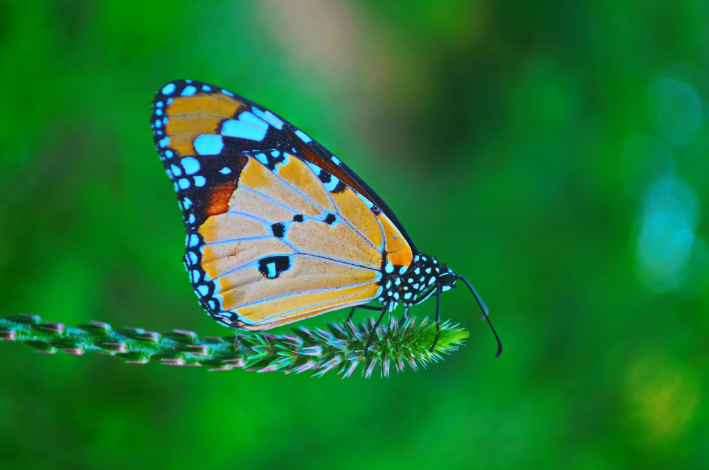 Butterfly - PixaHive