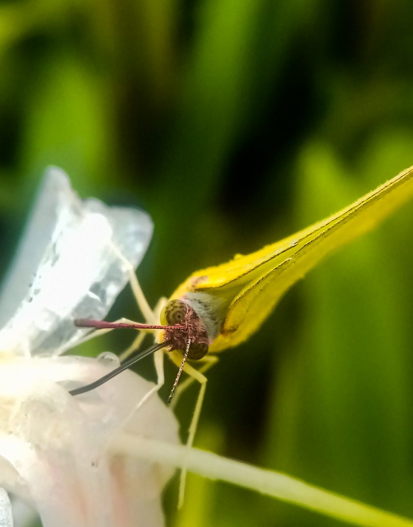 Butterfly, macro photography, eye detail, proboscis - PixaHive