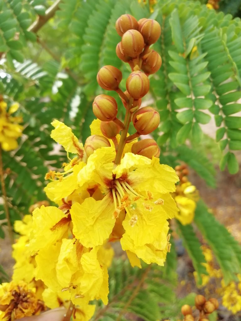 Caesalpinia Flower on Focus - PixaHive