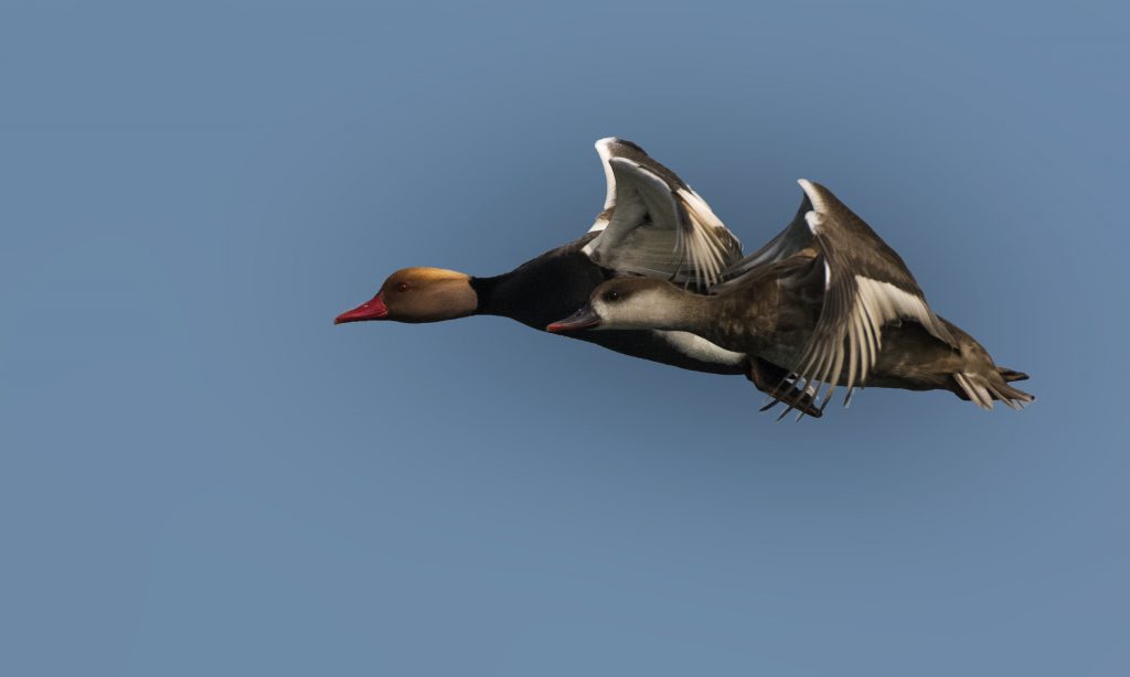 Canvasback Duck - PixaHive