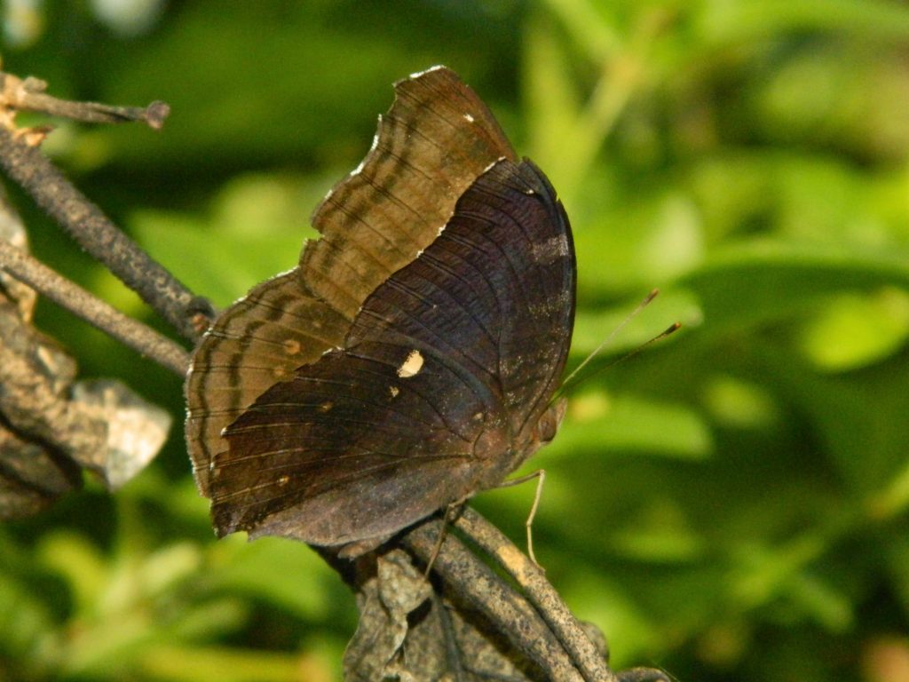 Chocolate Pansy - PixaHive