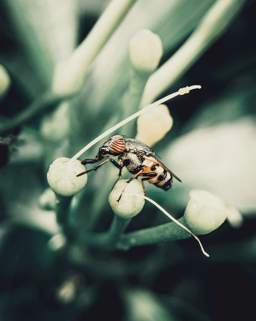 Close-Up of Elephant Fly - PixaHive
