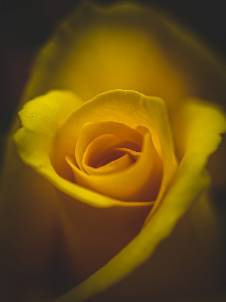 Close up of a Yellow rose. - PixaHive