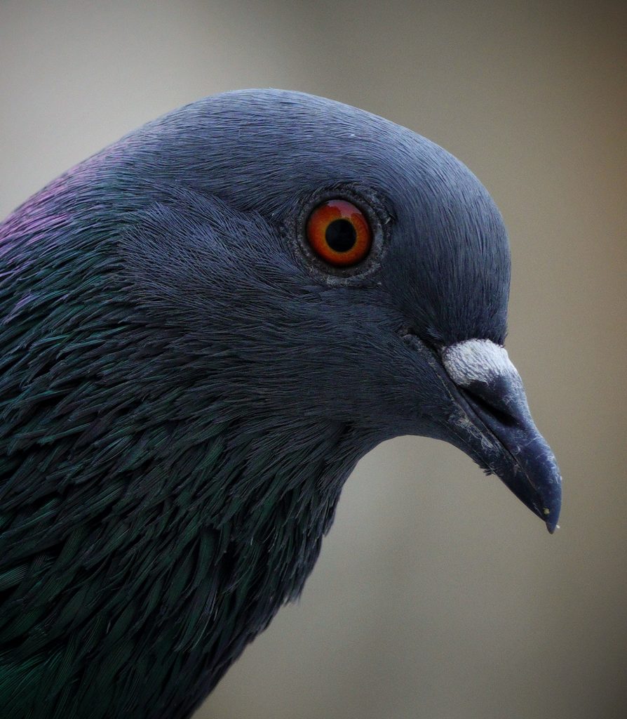 Close-up portrait of a pigeon - PixaHive