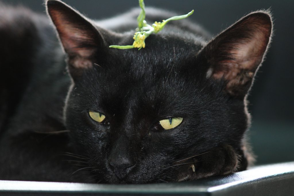 Closeup of a lazy cat - PixaHive