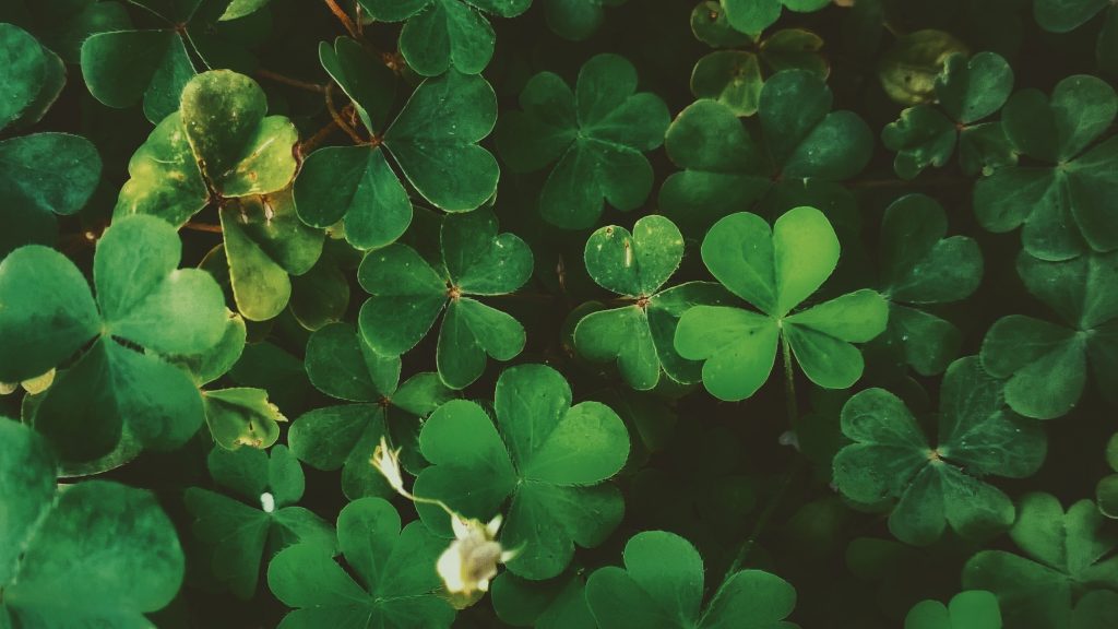 Clover Garden - PixaHive