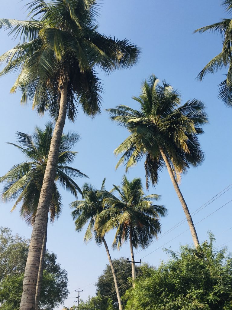 Coconut Trees - PixaHive