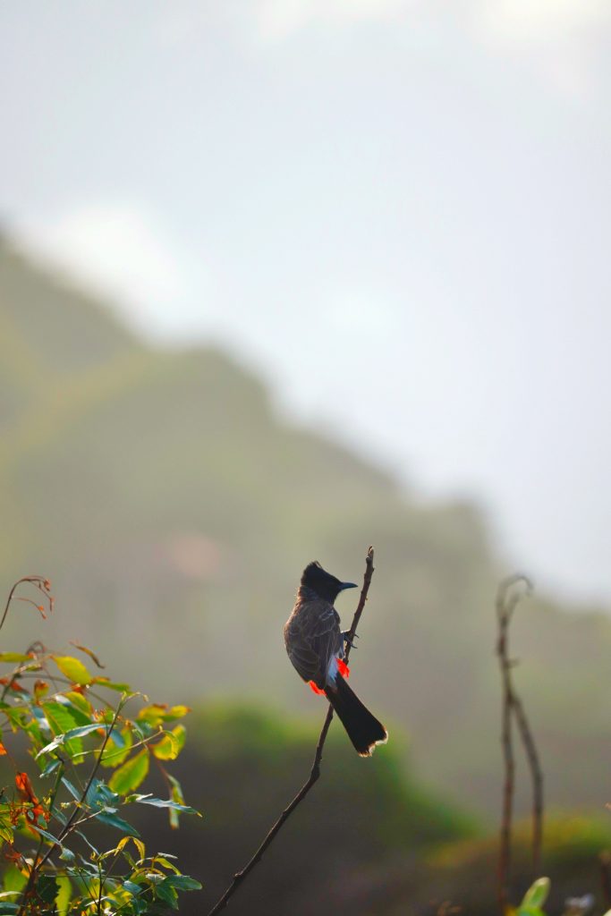 Color full bird - PixaHive