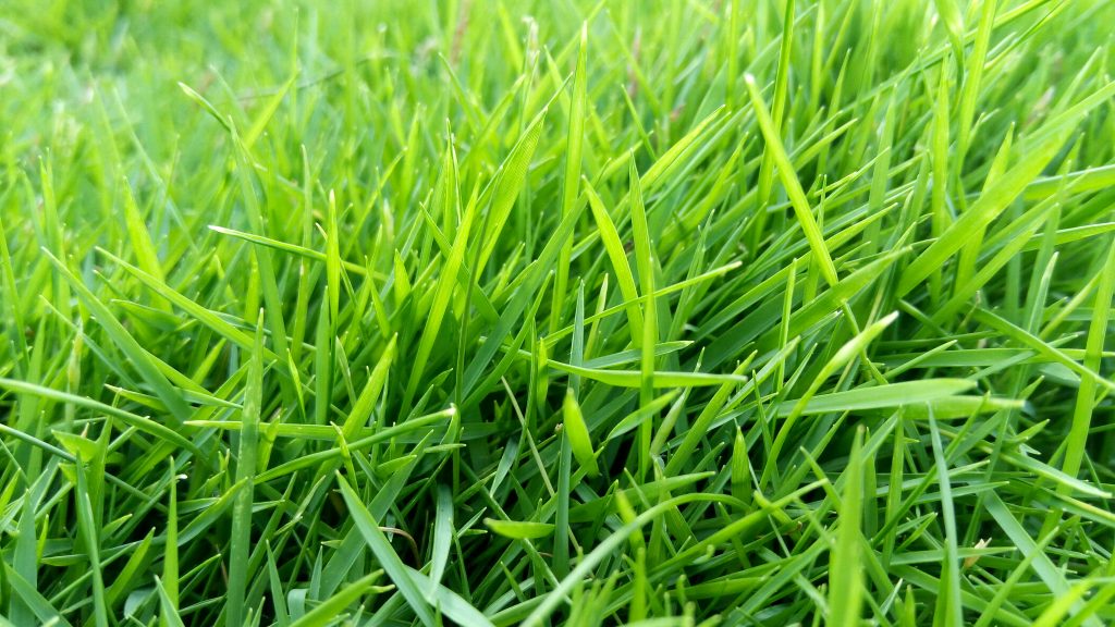 Straw of green grass - PixaHive