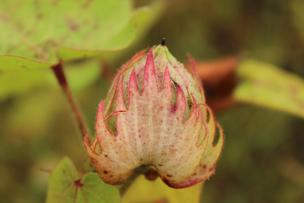 Colorful cotton bud - PixaHive