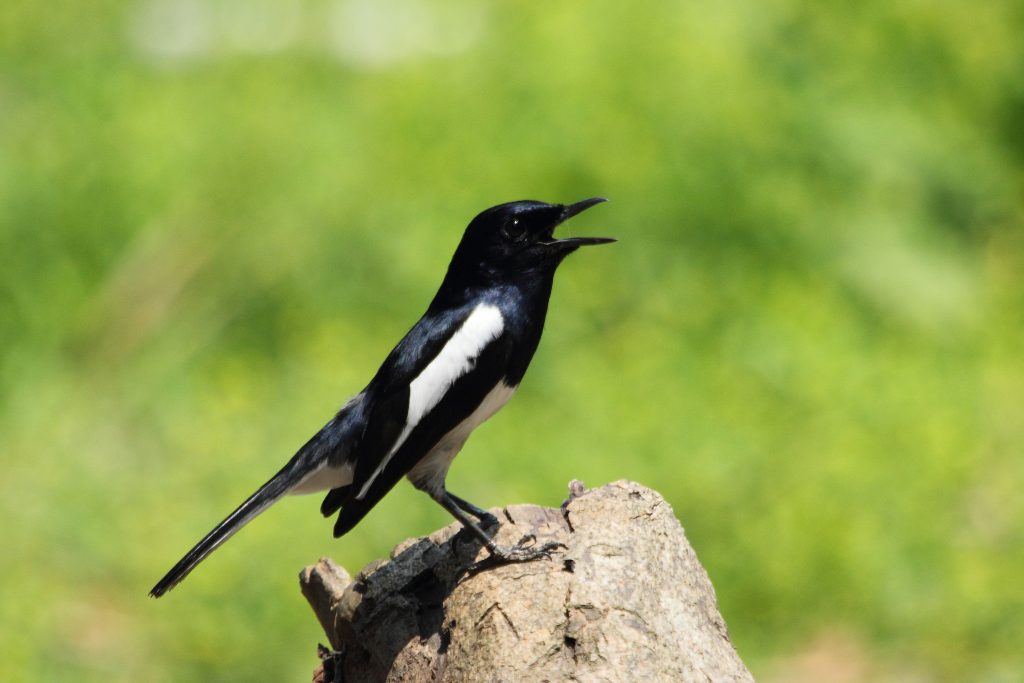 Common magpie bird - PixaHive