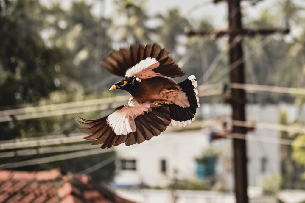 Common myna in flight - PixaHive