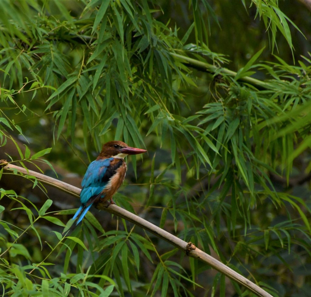 Coraciiformes Perching on a stem of a tree - PixaHive