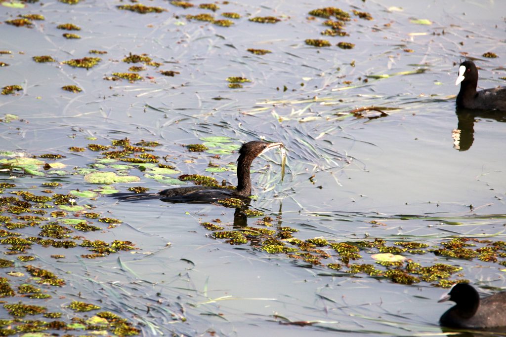 Preying Cormorant - PixaHive