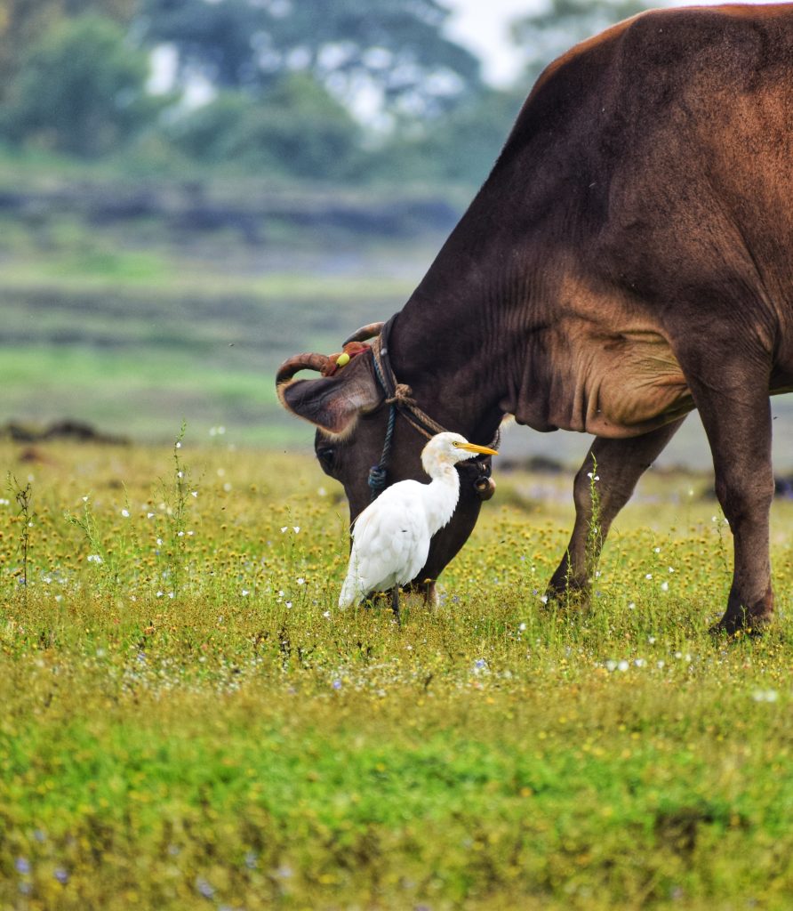 Cow and bird - PixaHive
