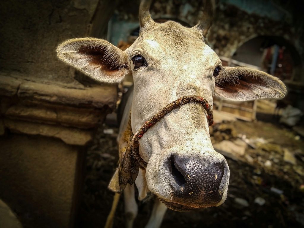 Cow’s face on Focus - PixaHive