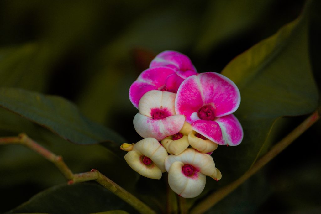 Croaton flower - PixaHive