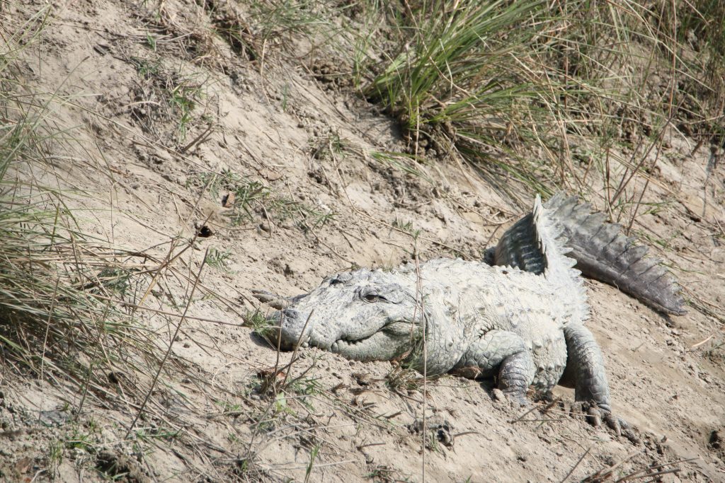 Crocodile - PixaHive