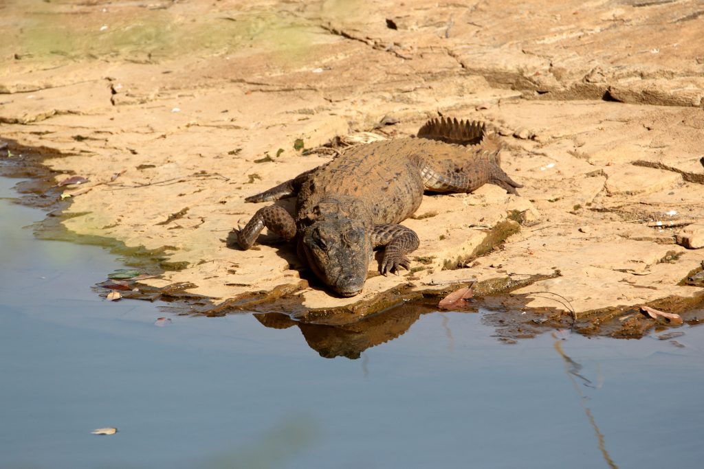 Crocodile Photo - PixaHive