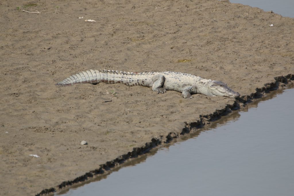 Crocodile on river bank - PixaHive