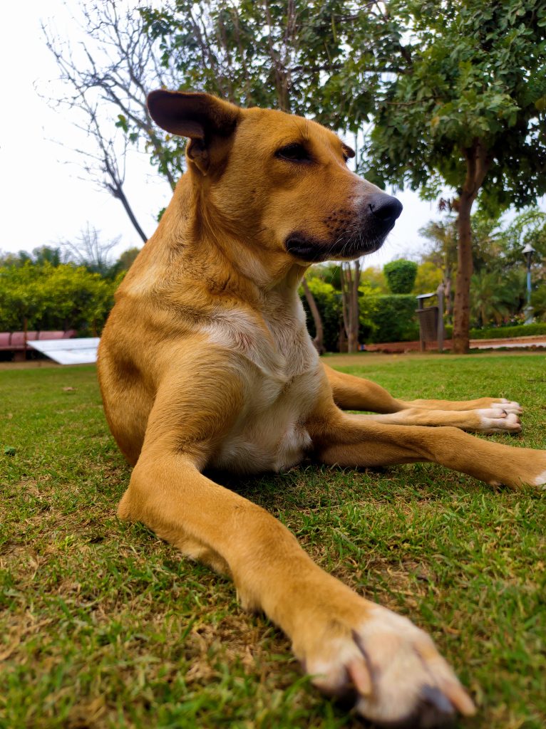 Cute Dog Sitting Outdoor - PixaHive