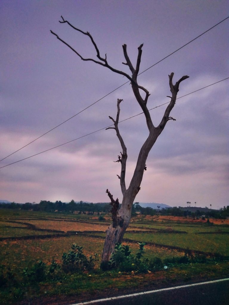 Dead Tree - PixaHive