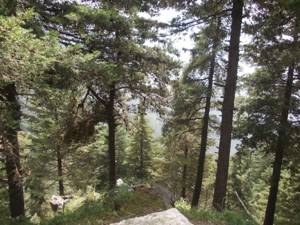 Deodar cedar trees in Mussoorie - PixaHive