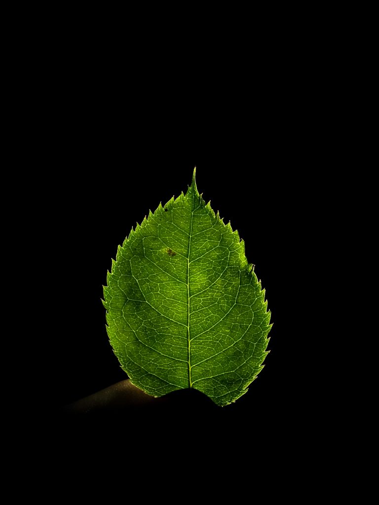 Details of a leaf - PixaHive