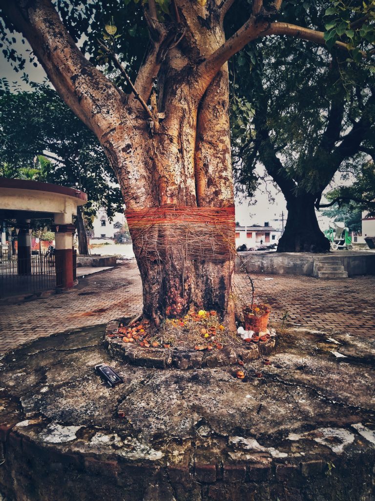 Devotional Tree - PixaHive