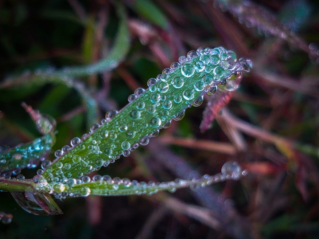 Dew droplets on grass - PixaHive