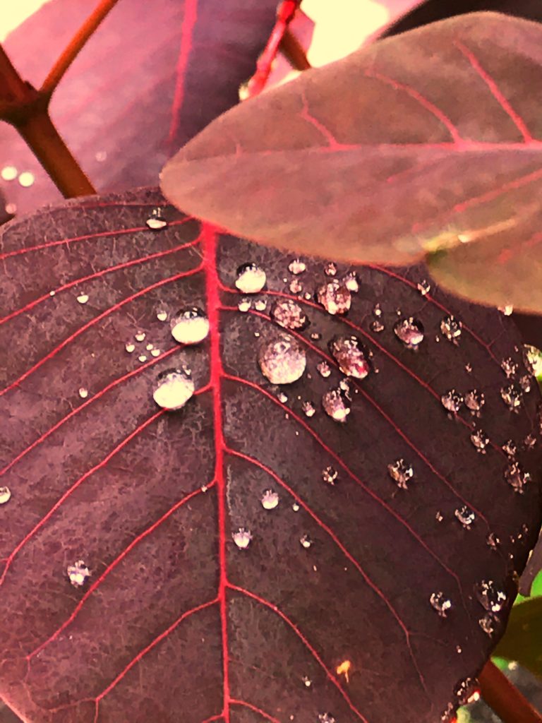 Dew drops on a leaf - PixaHive