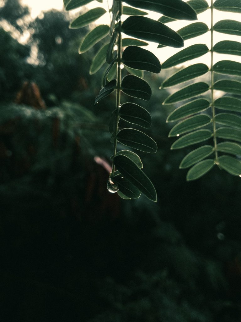 Dewdrop in Hanging Fern Leaves on Focus - PixaHive