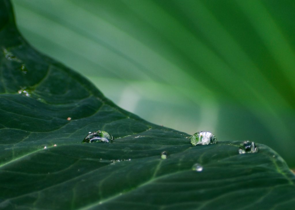 Dewdrops on Leaf - PixaHive