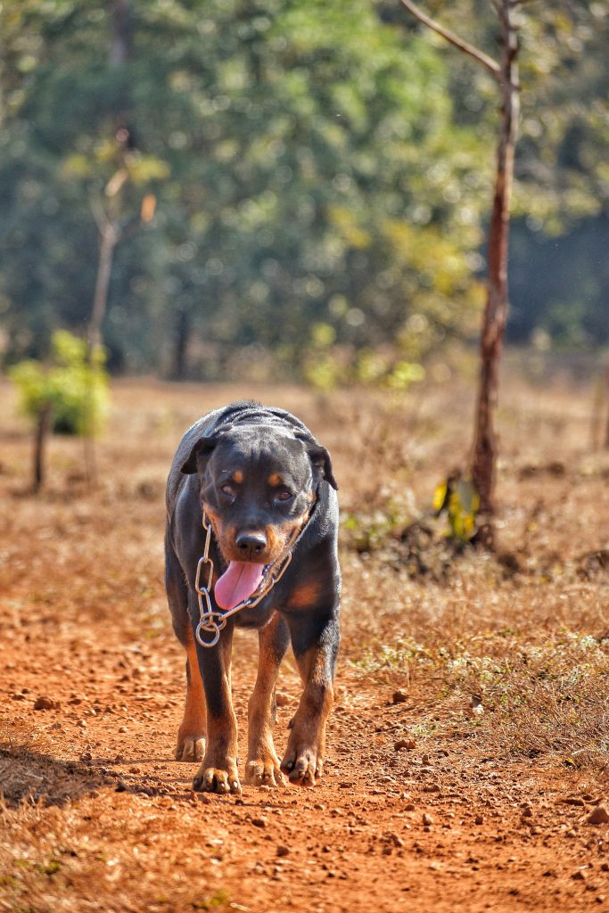 Dog walking - PixaHive