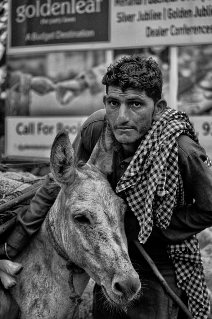 Donkey with a Man - PixaHive