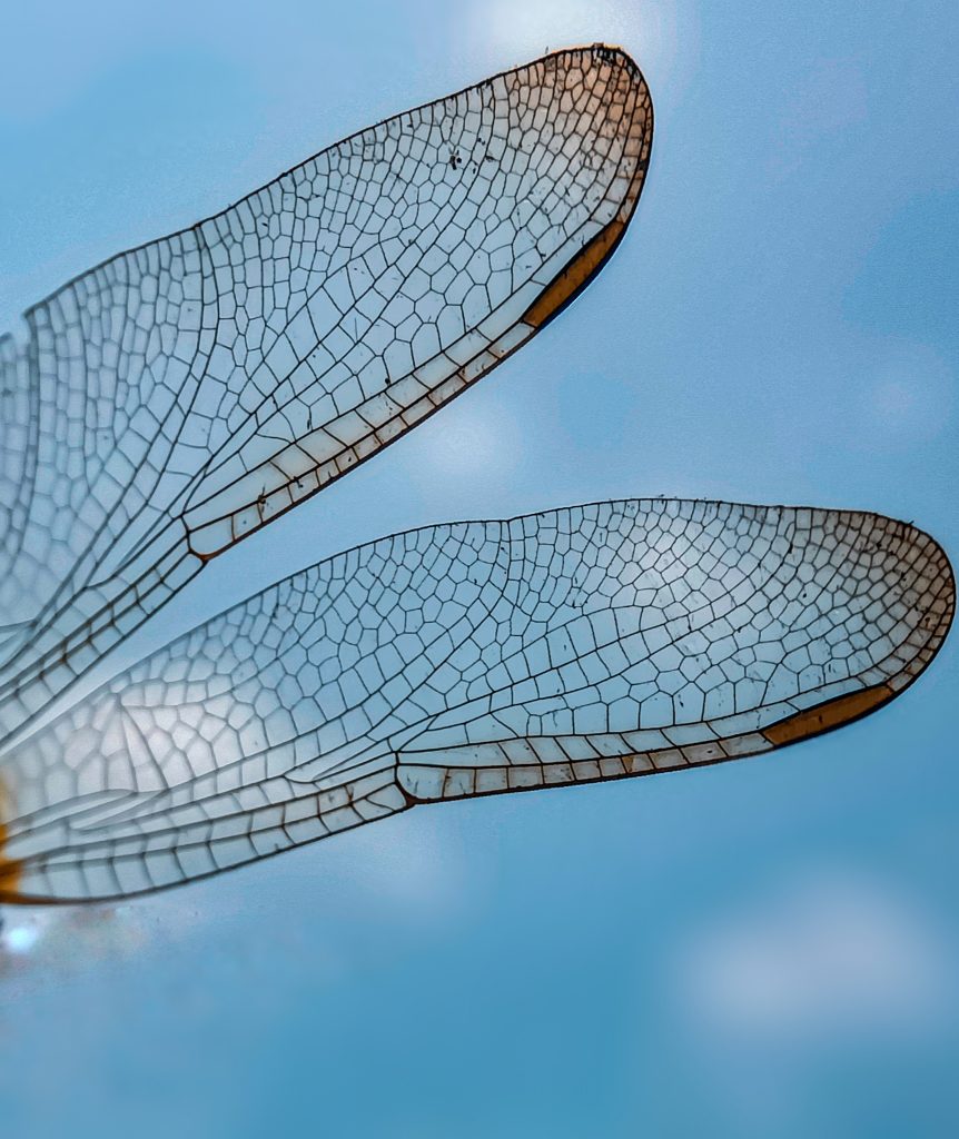 Dragon fly wings - PixaHive