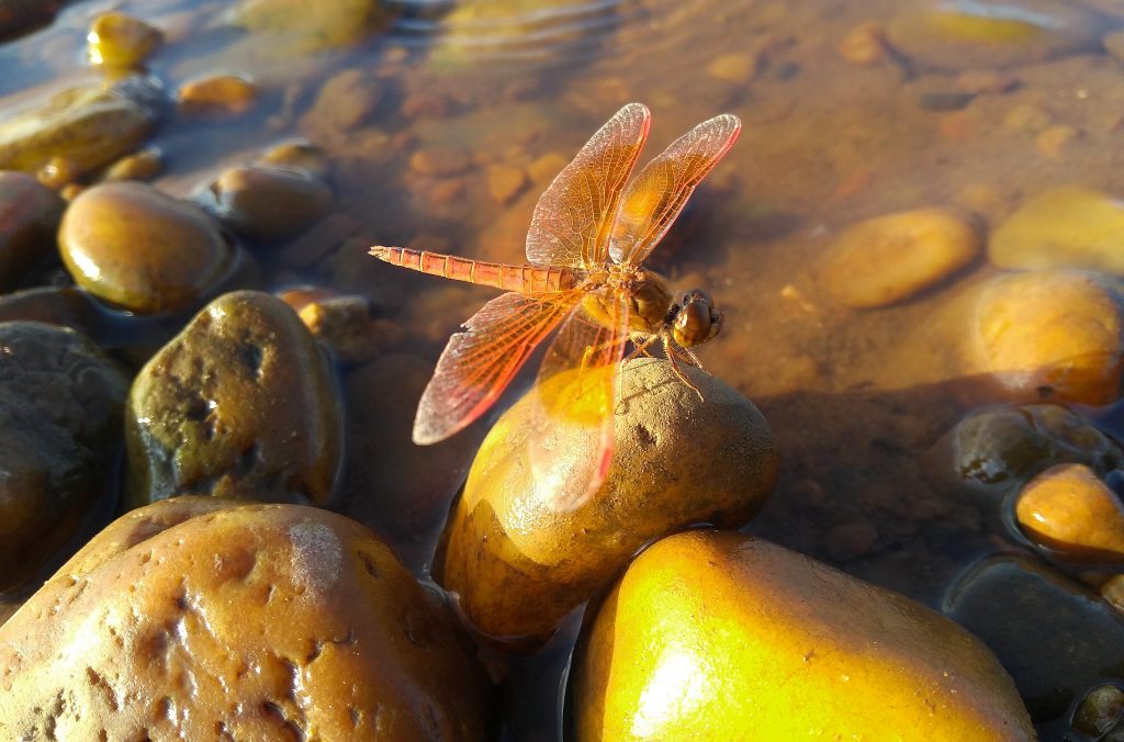 Dragonfly in River Stones - PixaHive