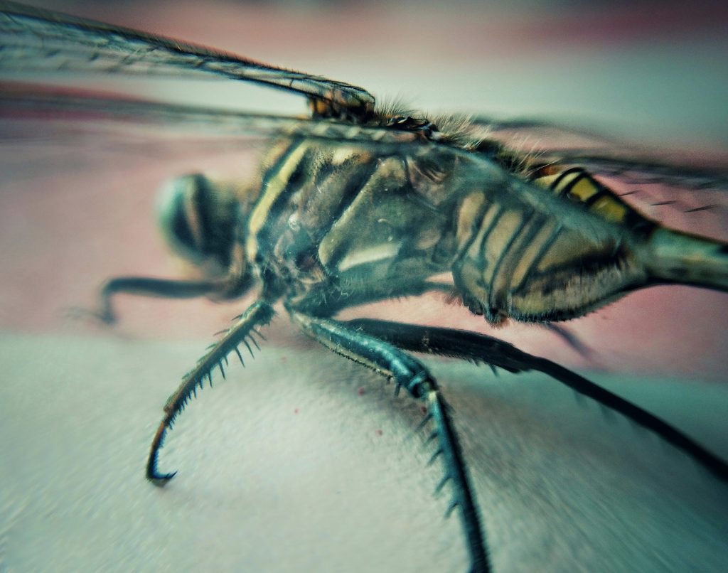 Dragonfly side view - PixaHive