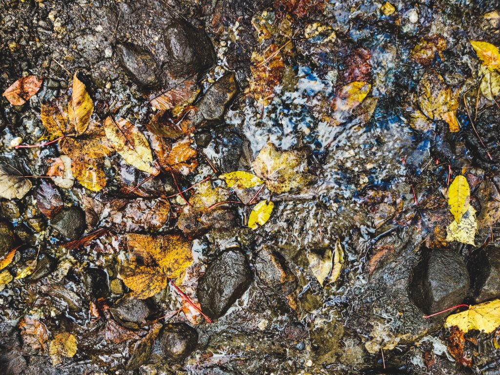 Dried-Wet Leaves - PixaHive