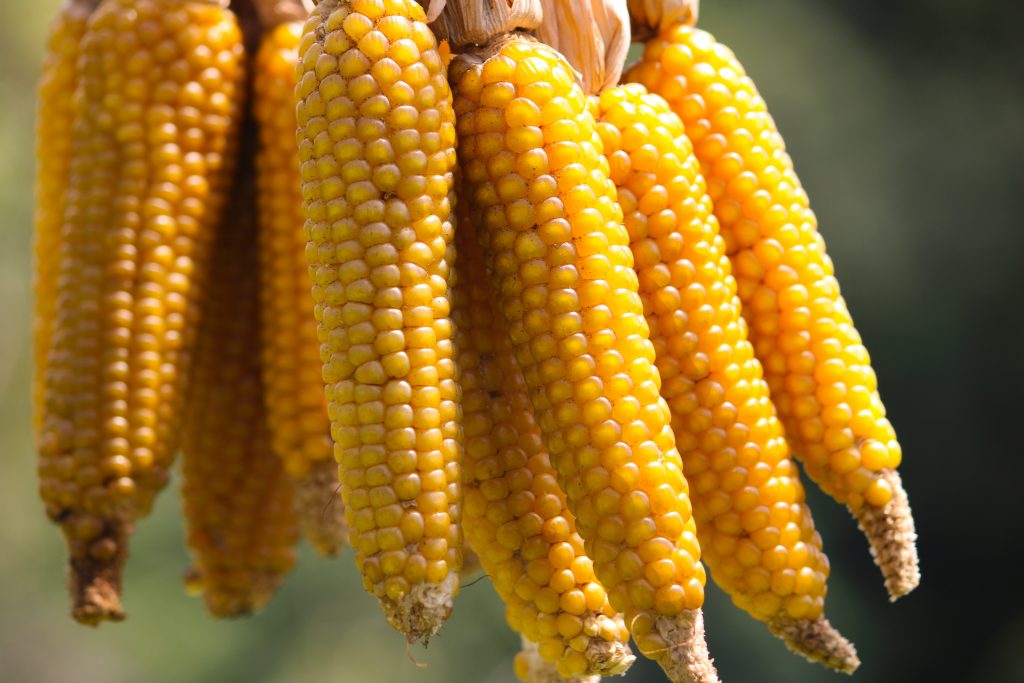 Dried maize - PixaHive