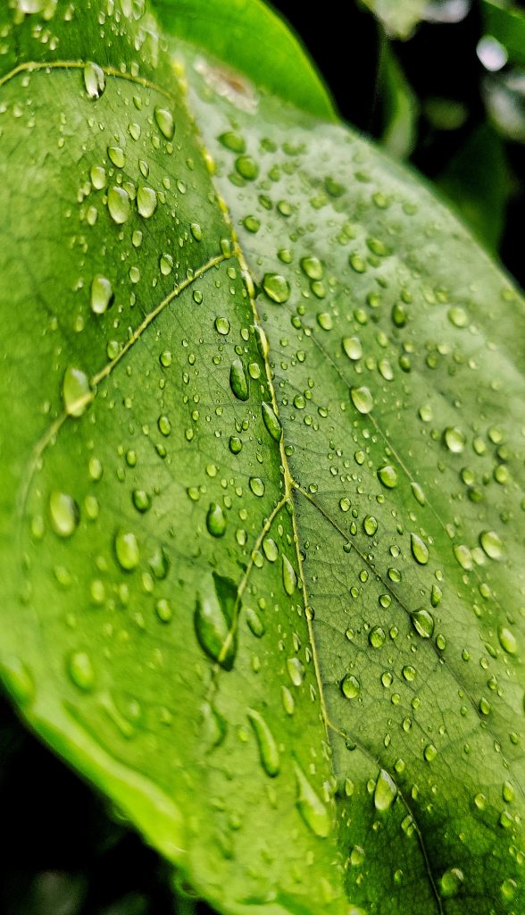 Droplets on Leaves - PixaHive