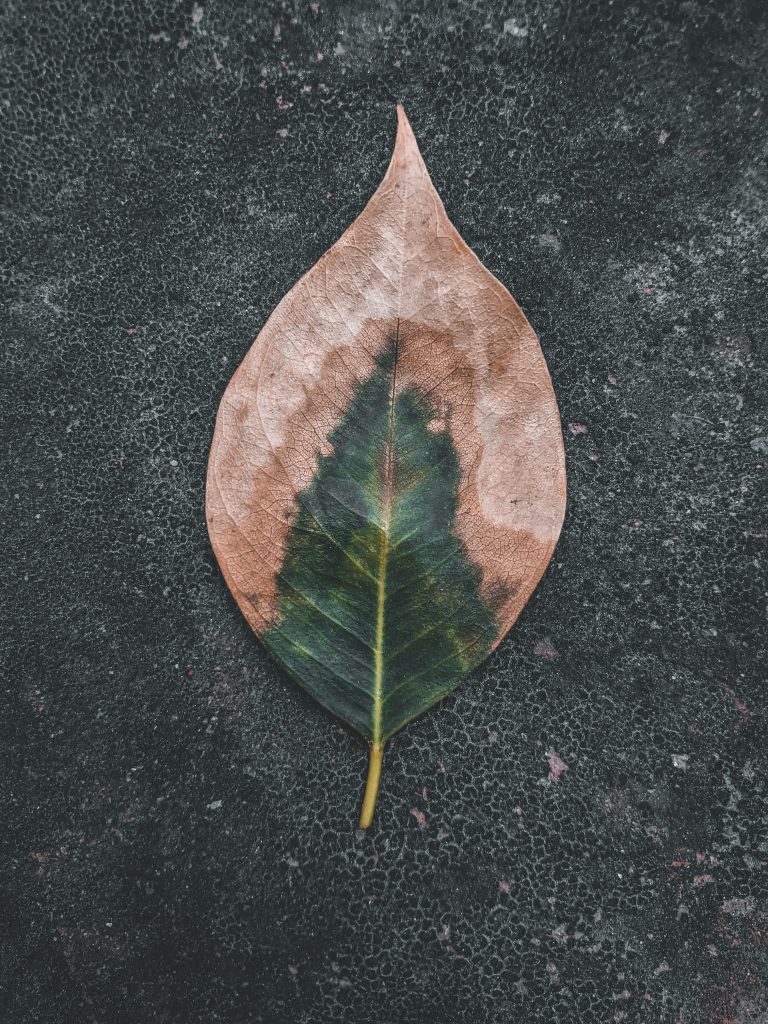 Drying leaf - PixaHive