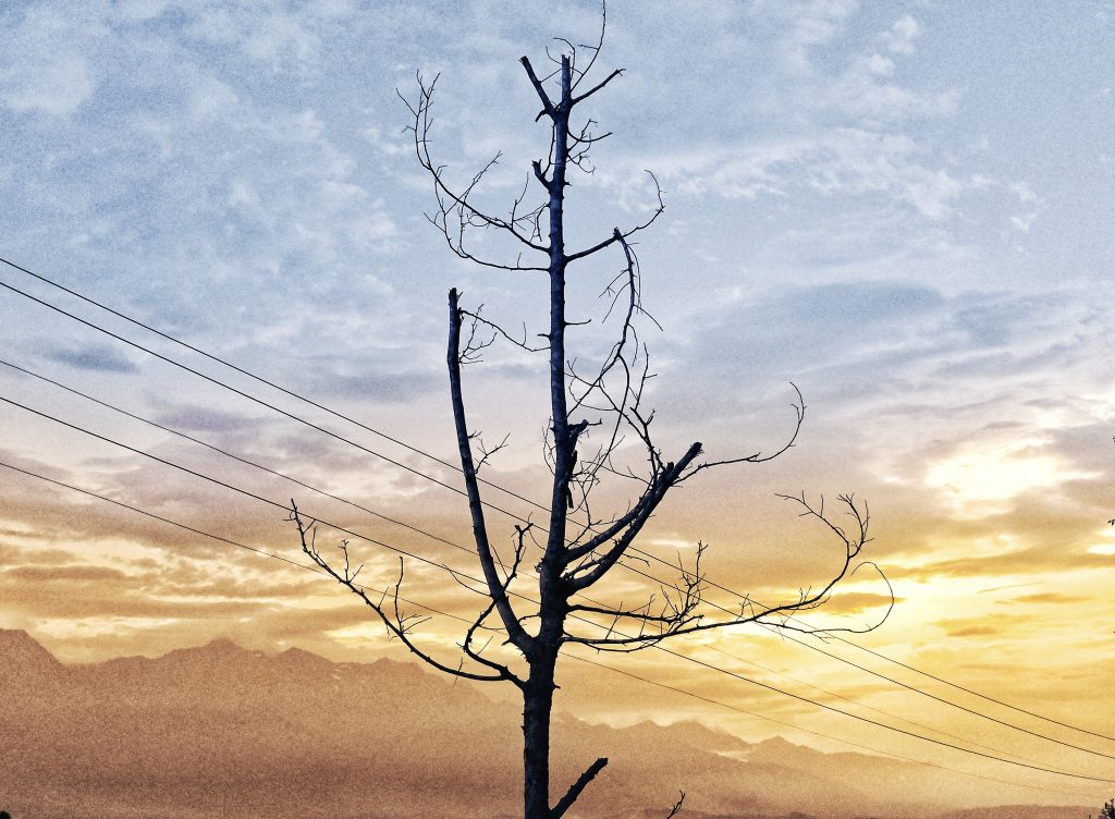 Dying Tree - PixaHive