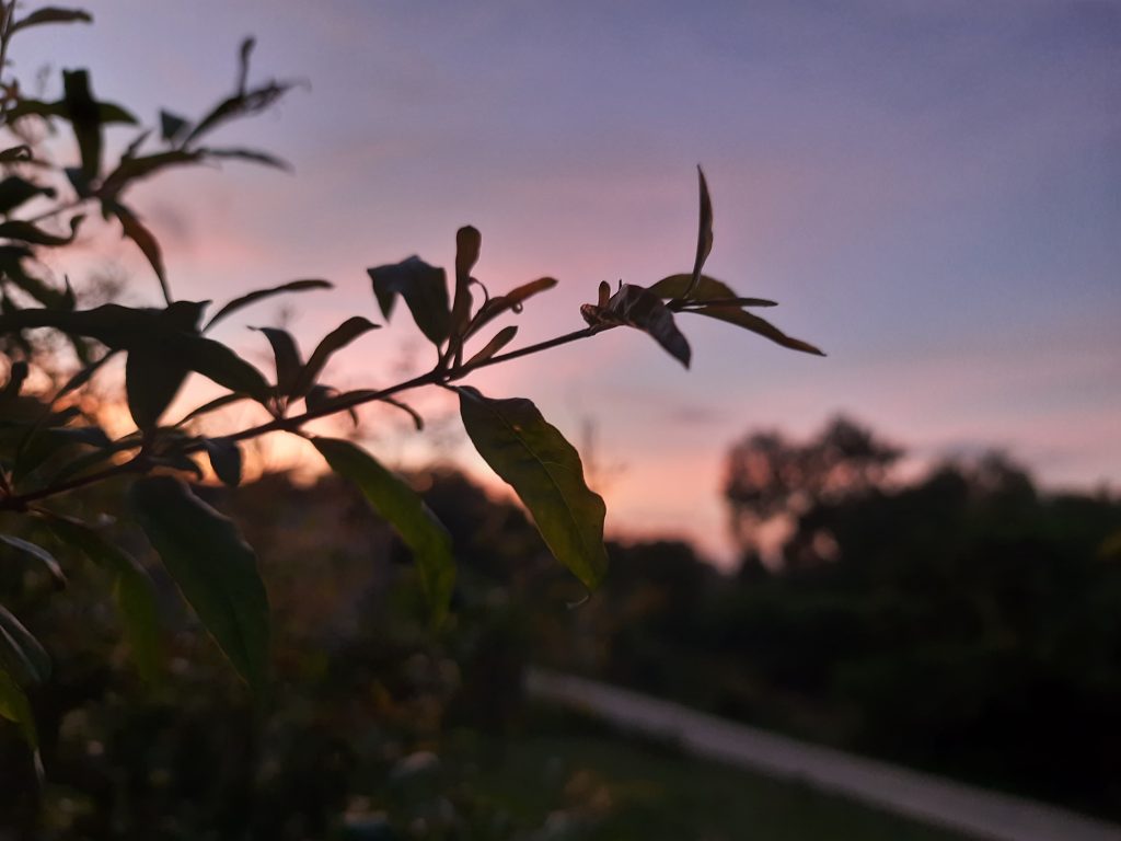 Evening View - PixaHive