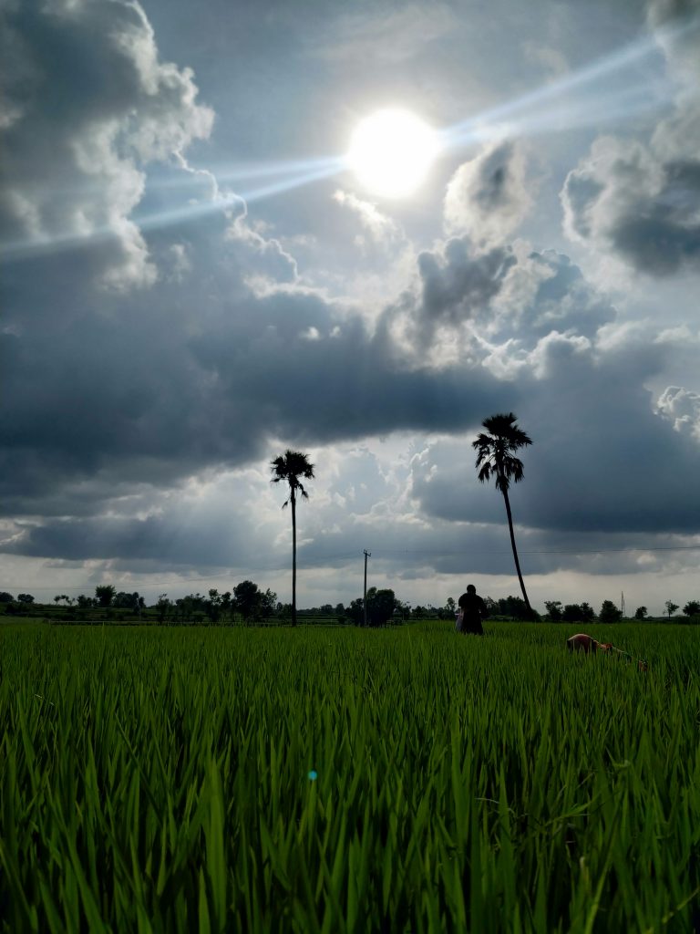 Evening cloudy weather scenes in paddy field along with palm treesa - PixaHive