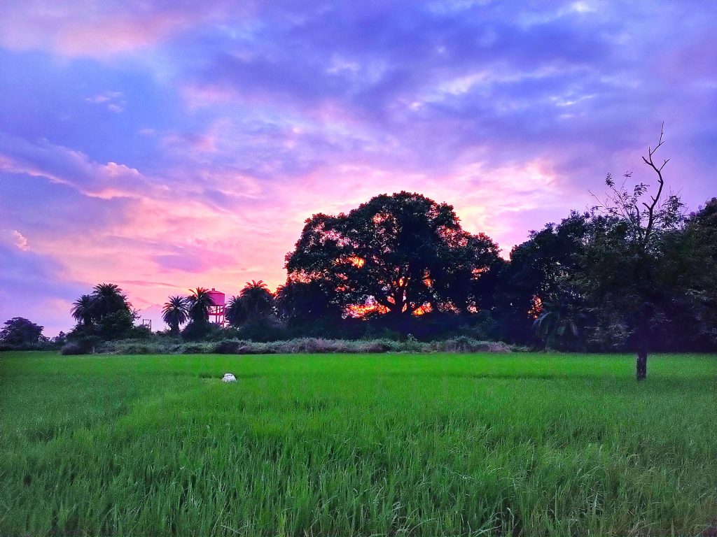 Evening down the field - PixaHive